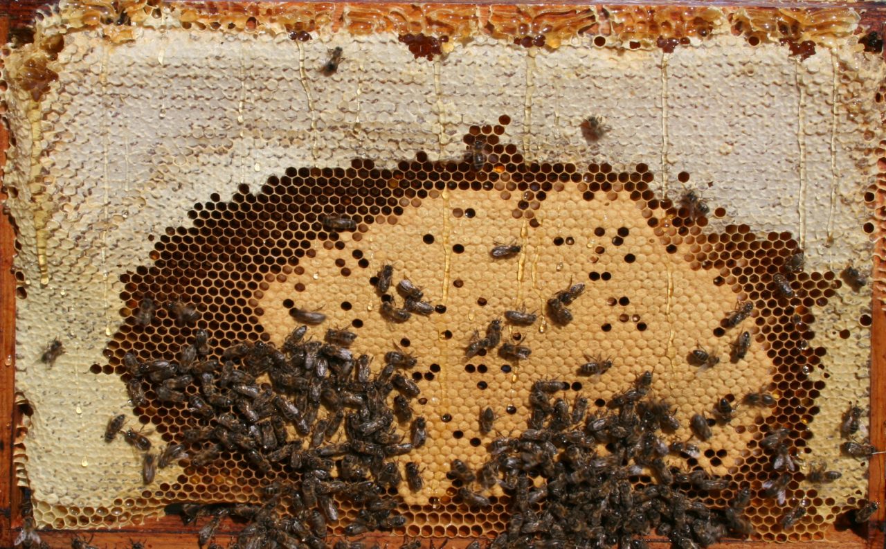 L’ABEILLE NOIRE | site de test